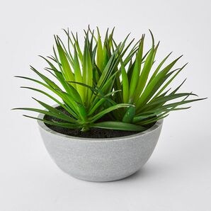 Sword Grass In Bowl | Target Australia