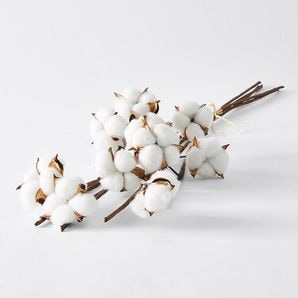 Cotton Stem Bunch | Target Australia