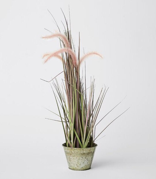 Fox Tail Grass In Pot | Target Australia